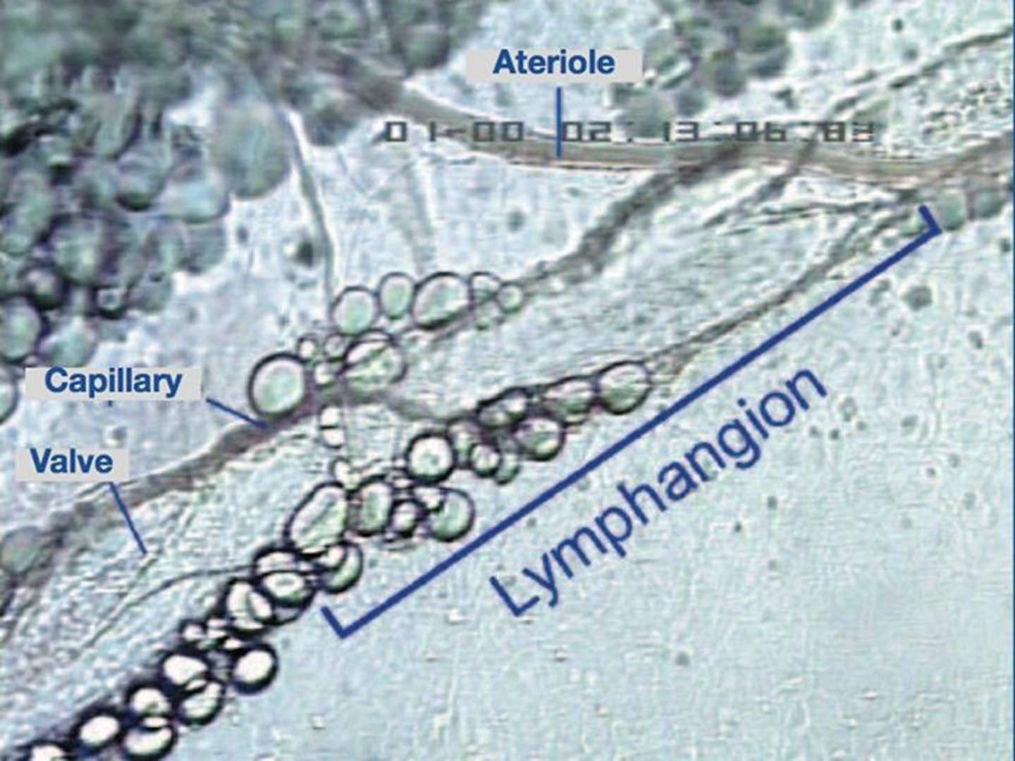 IAL – Home of the actual science of healing